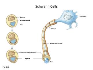 PPT - Neuron : Supporting cells : CNS : neuroglia (glia) PNS : Schwann ...