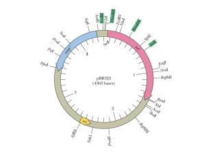 PPT - Directional Cloning PowerPoint Presentation, free download - ID ...