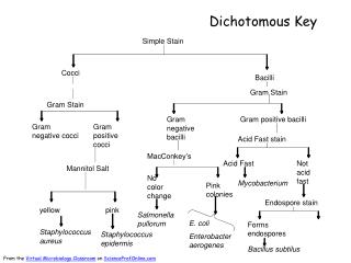 PPT - Dichotomous Key PowerPoint Presentation, free download - ID:2471193