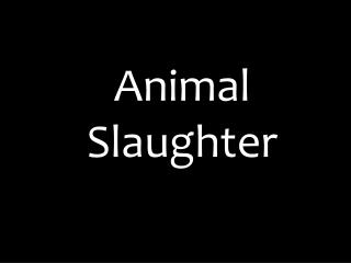 PPT - Animal Slaughter PowerPoint Presentation, free download - ID:2471682