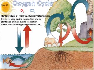 PPT - Oxygen Cycle PowerPoint Presentation, free download - ID:2472625