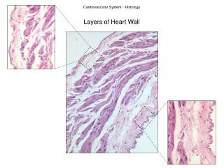 PPT - Layers of Heart Wall PowerPoint Presentation, free download - ID ...