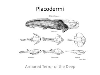PPT - Placodermi PowerPoint Presentation, free download - ID:2487304