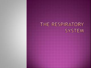 PPT - The Respiratory System PowerPoint Presentation, free download ...