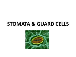 PPT - STOMATA & GUARD CELLS PowerPoint Presentation, free download - ID ...