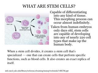 PPT - Types of stem cells PowerPoint Presentation, free download - ID ...