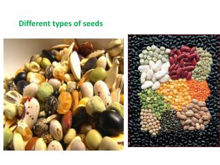 PPT - Different types of seeds PowerPoint Presentation, free download ...