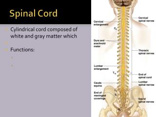 PPT - Gross Anatomy of the Spinal Cord PowerPoint Presentation - ID:776858