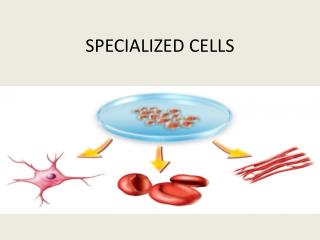 PPT - Specialized Cells PowerPoint Presentation - ID:2811256