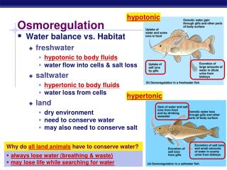 PPT - Osmoregulation PowerPoint Presentation, free download - ID:2555538