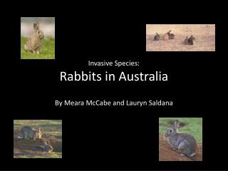 PPT - Invasive Species: Rabbits in Australia PowerPoint Presentation ...