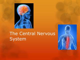 PPT - The Central Nervous System PowerPoint Presentation, free download ...