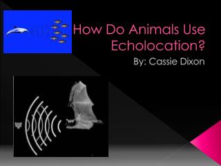 PPT - How Do Animals Use Echolocation? PowerPoint Presentation, free ...