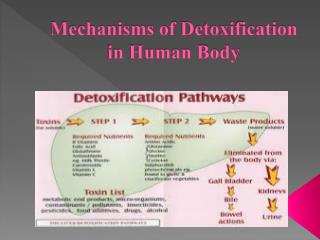 PPT - Mechanisms of Detoxification in Human Body PowerPoint ...