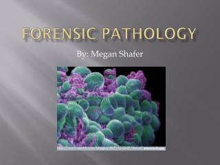 PPT - Forensic Pathology PowerPoint Presentation, free download - ID ...