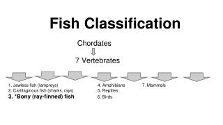 PPT - Fish Classification PowerPoint Presentation, free download - ID ...