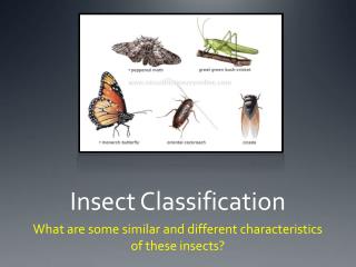 PPT - Insect Classification PowerPoint Presentation, free download - ID ...