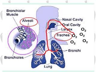 PPT - apneic oxygenation PowerPoint Presentation - ID:5406171