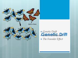 PPT - Genetic Drift PowerPoint Presentation, free download - ID:2744068