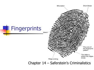 PPT - Chapter 4 - Fingerprints PowerPoint Presentation - ID:3930871