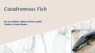 PPT - Catadromous Fish PowerPoint Presentation, free download - ID:274796