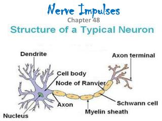 PPT - CONDUCTION OF NERVE IMPULSES PowerPoint Presentation - ID:4206308