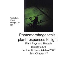 PPT - Photomorphogenesis: plant responses to light PowerPoint ...