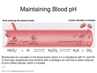 PPT - Maintaining Blood pH PowerPoint Presentation, free download - ID ...