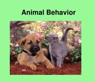 PPT - Animal Behavior PowerPoint Presentation, free download - ID:2805122