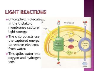 PPT - Light Reaction Where does it happen What are the inputs and ...