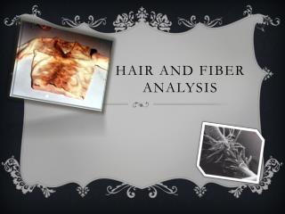 PPT - Hair and Fiber Analysis PowerPoint Presentation, free download ...