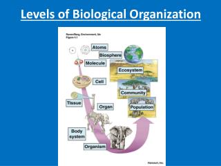 PPT - Levels of Biological Organization PowerPoint Presentation, free ...