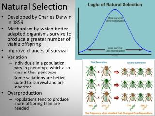 PPT - Natural Selection PowerPoint Presentation, free download - ID:2842019
