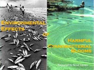 PPT - CYANOBACTERIA PowerPoint Presentation - ID:3804593