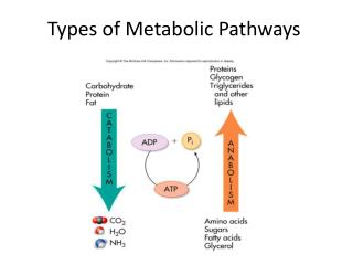 PPT - Types of Metabolic Pathways PowerPoint Presentation, free ...