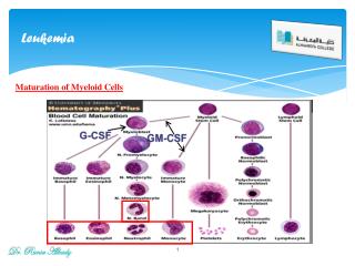 PPT - Leukemia PowerPoint Presentation, free download - ID:2978149