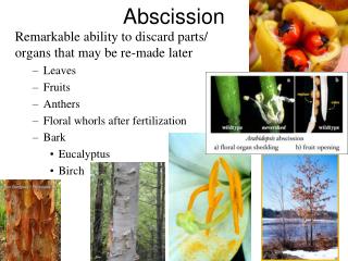 PPT - Abscission PowerPoint Presentation, free download - ID:2991079
