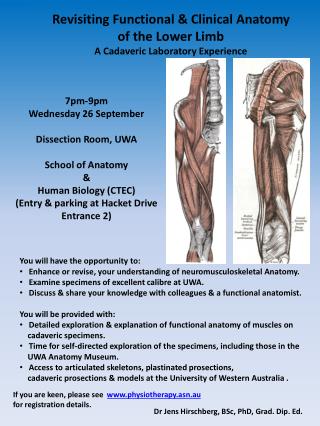 PPT - Revisiting Functional & Clinical Anatomy o f the Lower Limb A ...