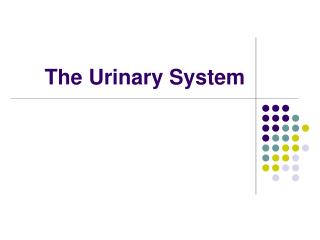 PPT - The Urinary System PowerPoint Presentation, free download - ID ...