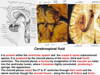 PPT - Biochemistry of CEREBROSPINAL FLUID PowerPoint Presentation - ID ...