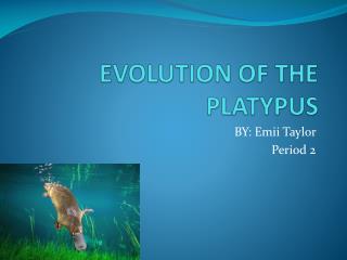 PPT - EVOLUTION OF THE PLATYPUS PowerPoint Presentation, free download ...