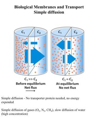 PPT - Biological Membranes and Transport Simple diffusion PowerPoint ...