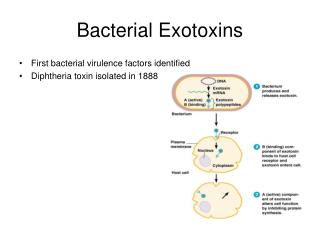PPT - EXOTOXINS CYTOTOXINS NEUROTOXINS ENTEROTOXINS Enterotoxins ...