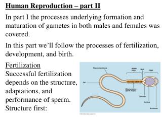 PPT - Human Reproduction – part II PowerPoint Presentation, free ...