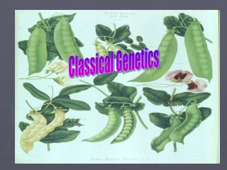 PPT - Classical Genetics PowerPoint Presentation, free download - ID ...