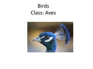 PPT - Birds Class: Aves PowerPoint Presentation, free download - ID:3053194
