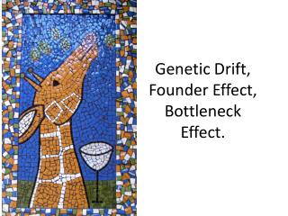PPT - Genetic Drift, Founder Effect, Bottleneck Effect. PowerPoint ...