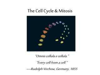 PPT - The Cell Cycle & Mitosis PowerPoint Presentation, free download ...