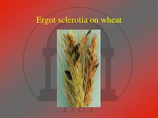 PPT - Ergot PowerPoint Presentation - ID:2796046