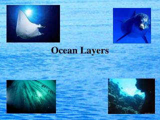 PPT - Zones of the ocean PowerPoint Presentation - ID:5317054